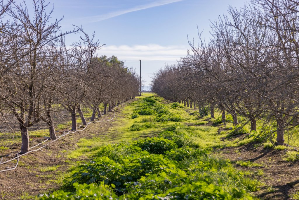 Crows Landing - 39.5 Acres | Crown Landing Almond Orchard | Grant ...